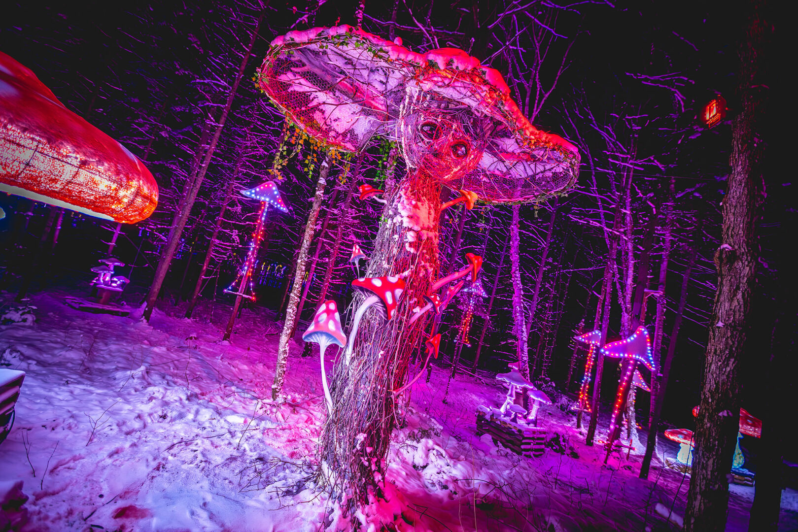 Forest of Light | Huntsville, Muskoka